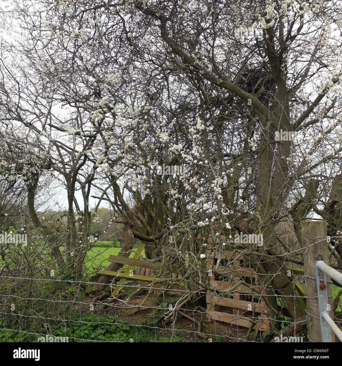 Blackthorn (Prunus spinosa), Plantae, Shugborough Hall, Great Haywood ...