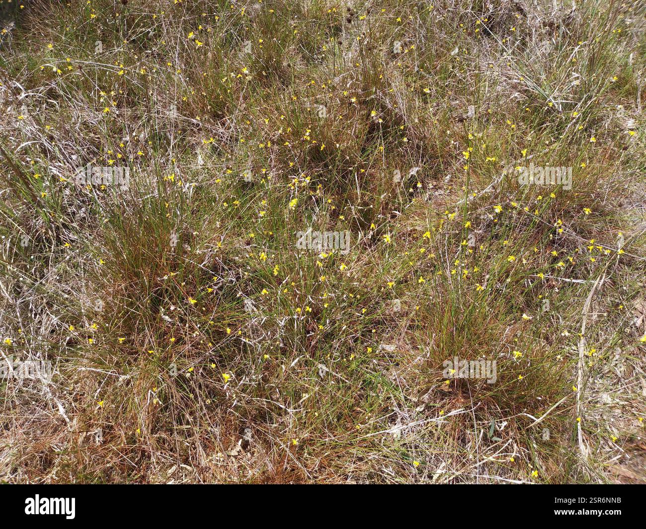 yellow-eyed grasses (Xyris), Plantae, Riverview, FL, USA Stock Photo ...