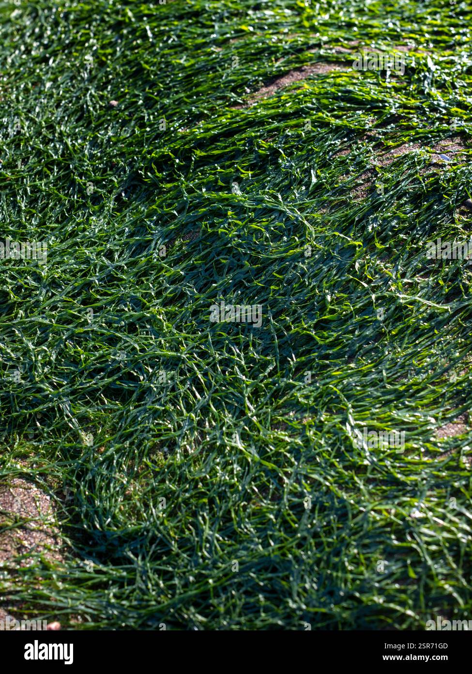 Seaweed on the Beach in Penarth South Wales UK Stock Photo - Alamy