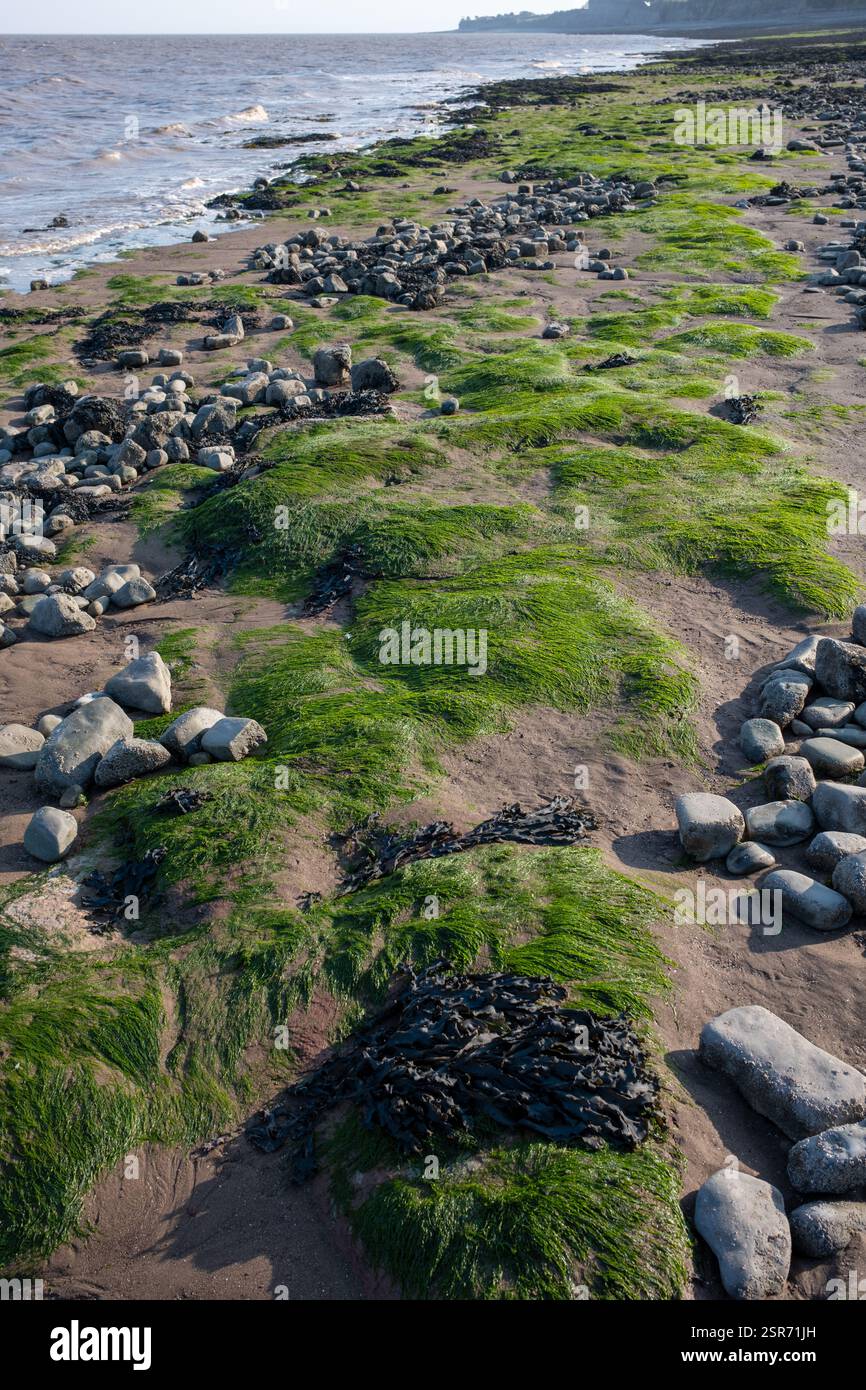 Seaweed on the Beach in Penarth South Wales UK Stock Photo - Alamy