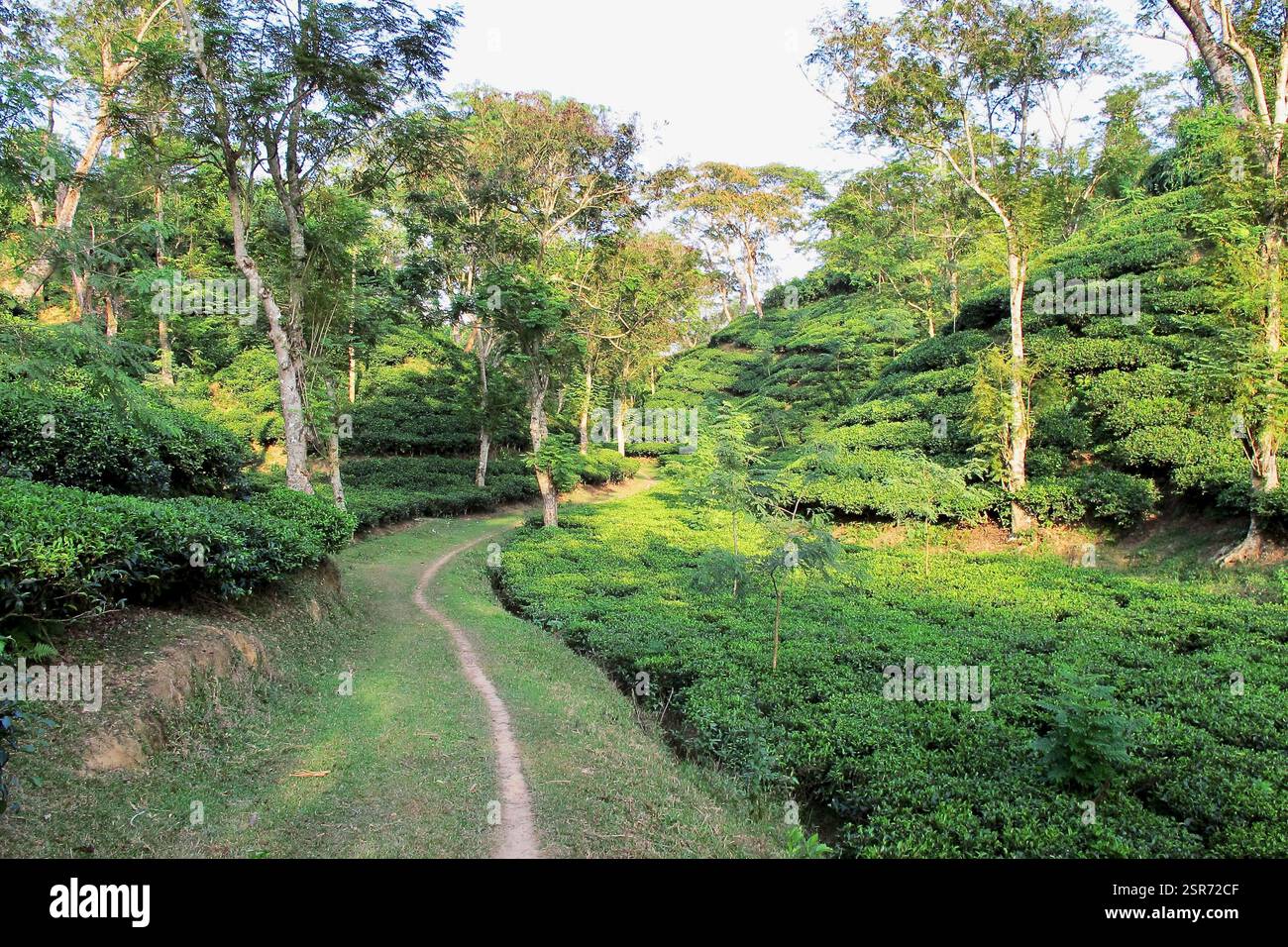 Lush tea plantation in Sylhet, Bangladesh, with terraced rows of tea ...