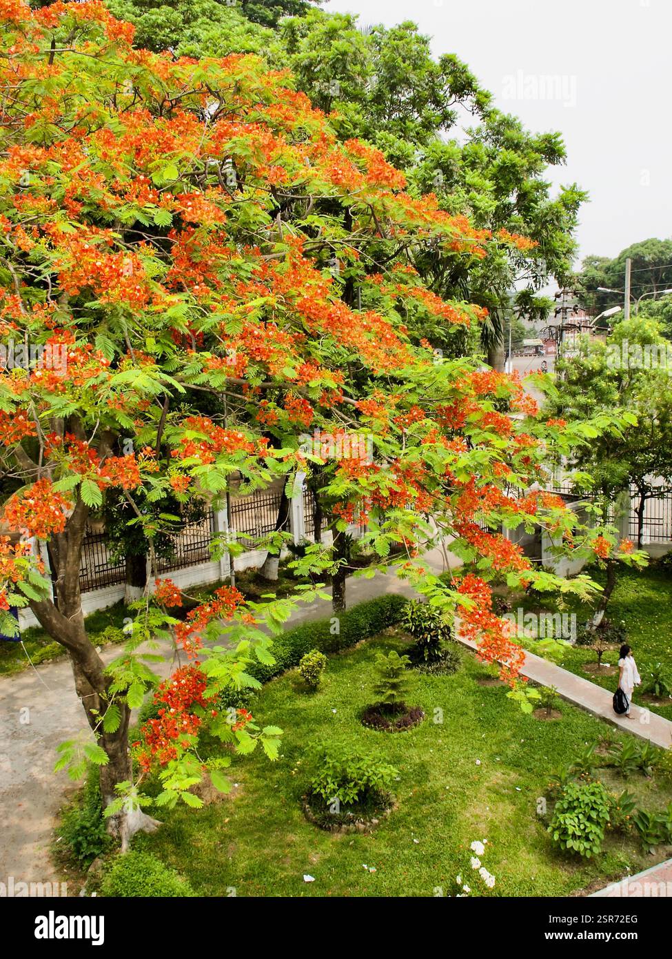 Krishnachura tree (Delonix Regia) blooms in the garden near the ...