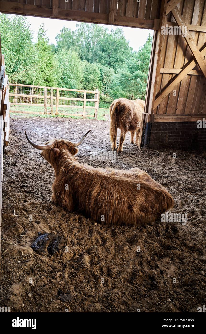Scottish highland cattle lying in the pen. Back view of big brown hairy ...