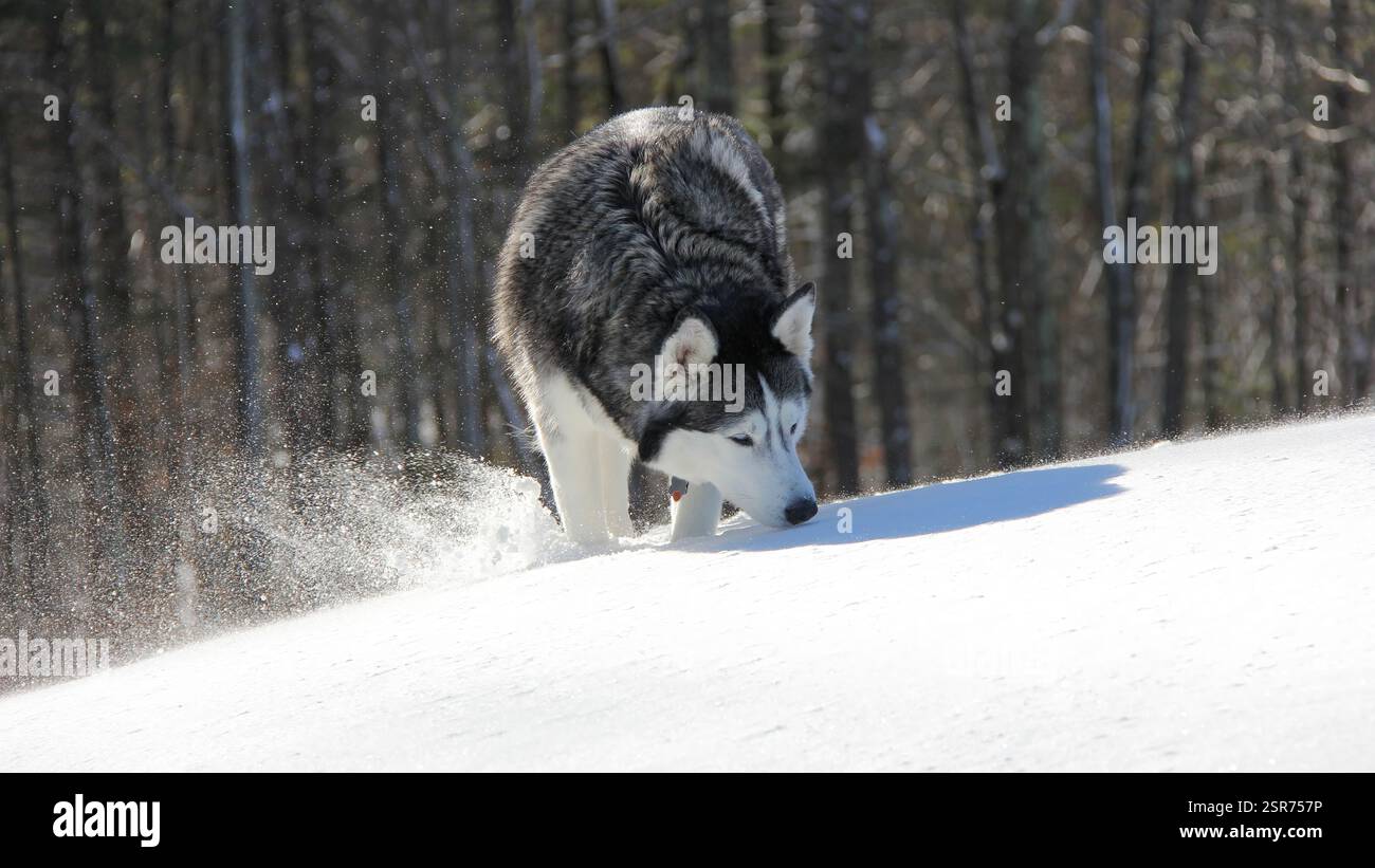 Siberian Husky in Snow - Gigapixel Stock Photo - Alamy
