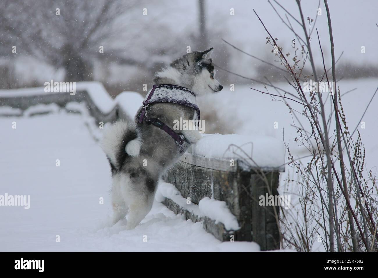 Super Cute Alaska Klee Kai in the Snow Stock Photo - Alamy