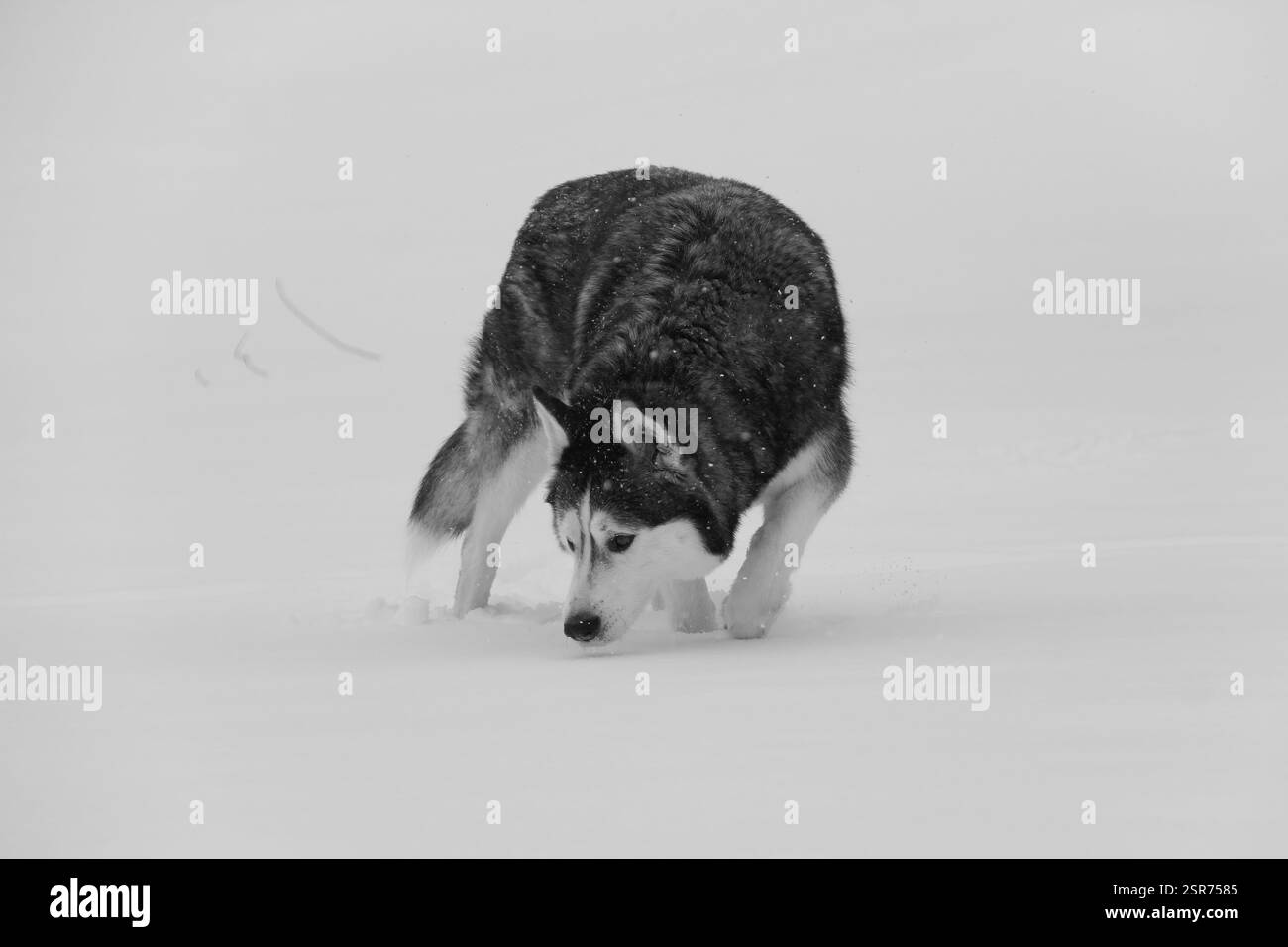 Blue eyes in close up Black and White Stock Photos & Images - Alamy