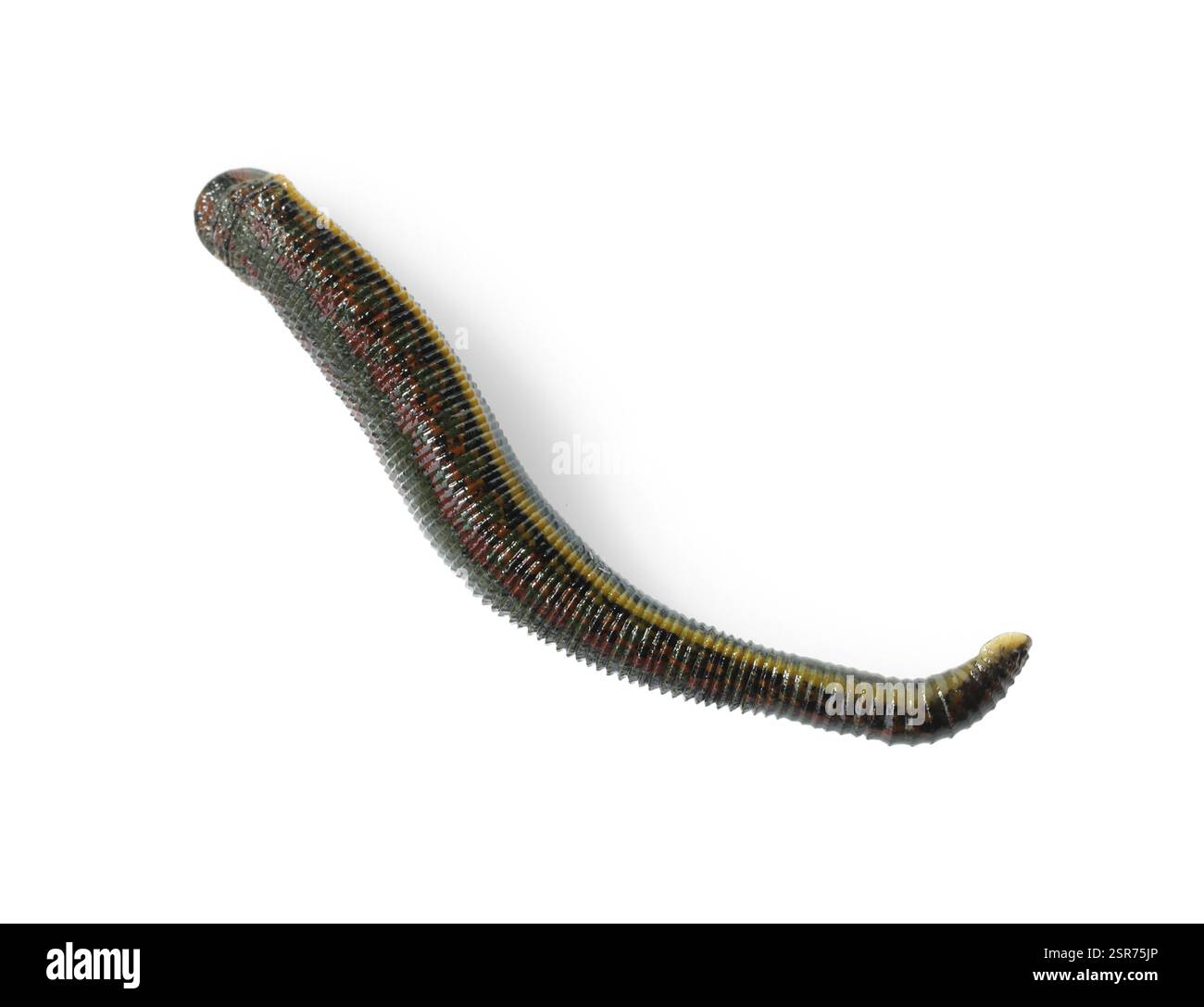 One medicinal leech isolated on white, top view Stock Photo - Alamy