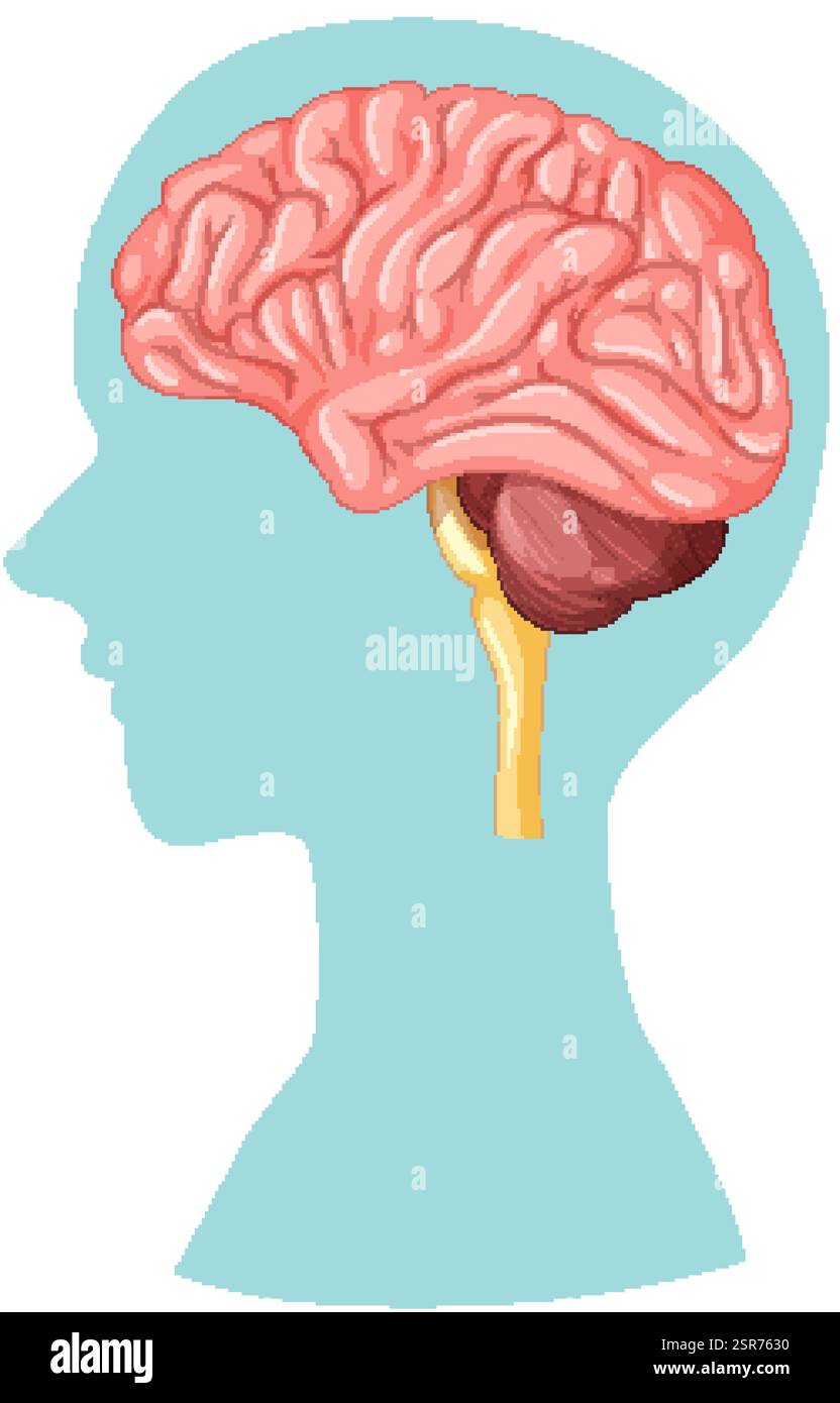 Cognitive science in human Stock Vector Images - Alamy