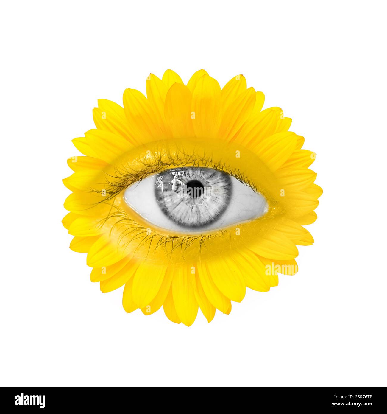 Look beautiful white flowers on Cut Out Stock Images & Pictures - Alamy