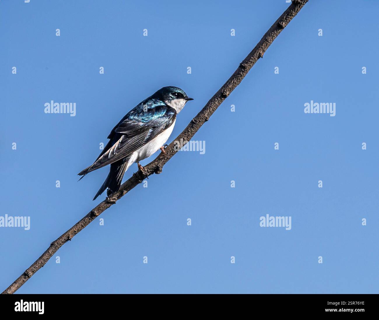 Beautiful tree swallow close hi-res stock photography and images - Alamy