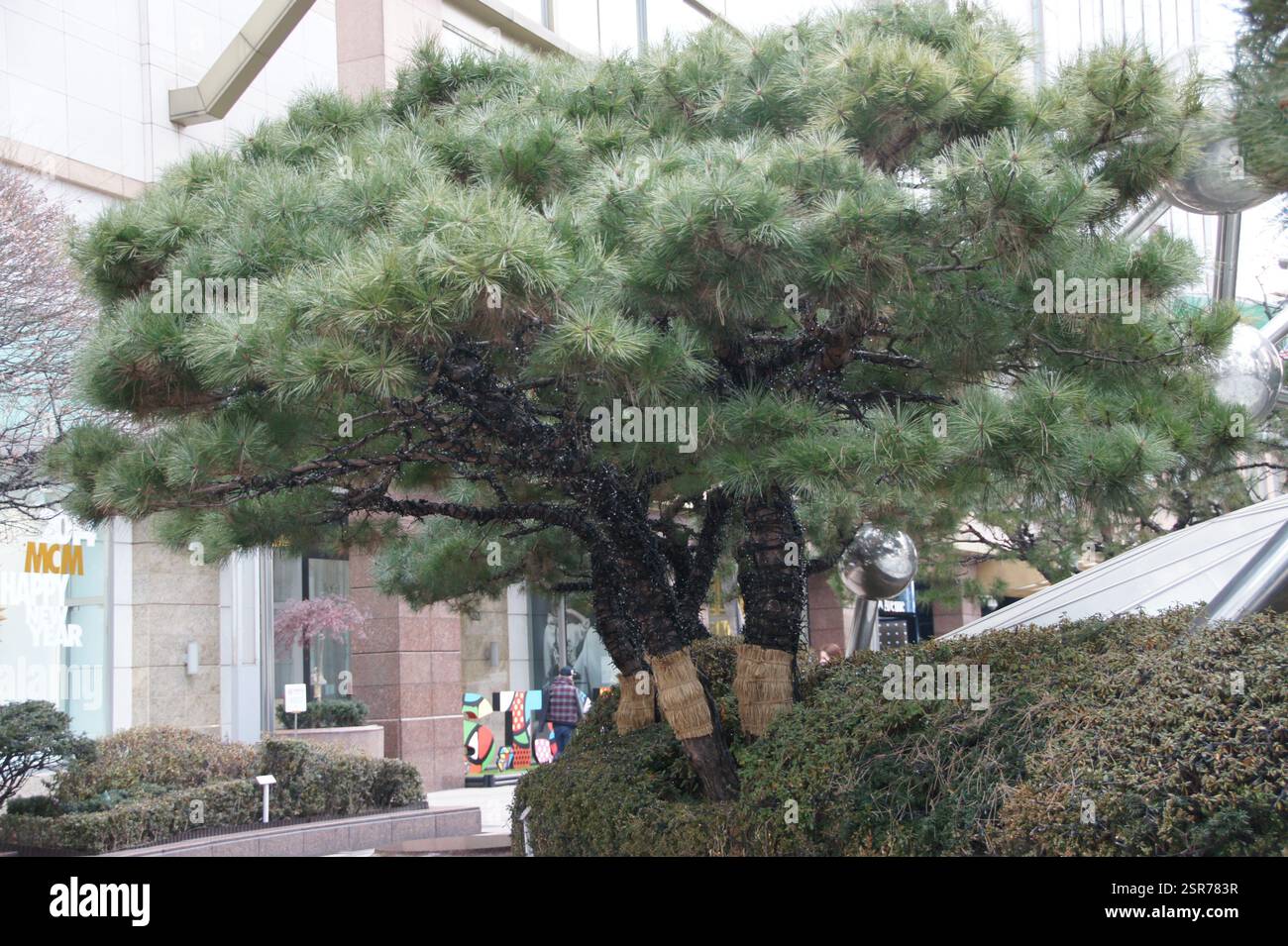 Pine tree with lush green foliage and long, dark needles. The tree ...