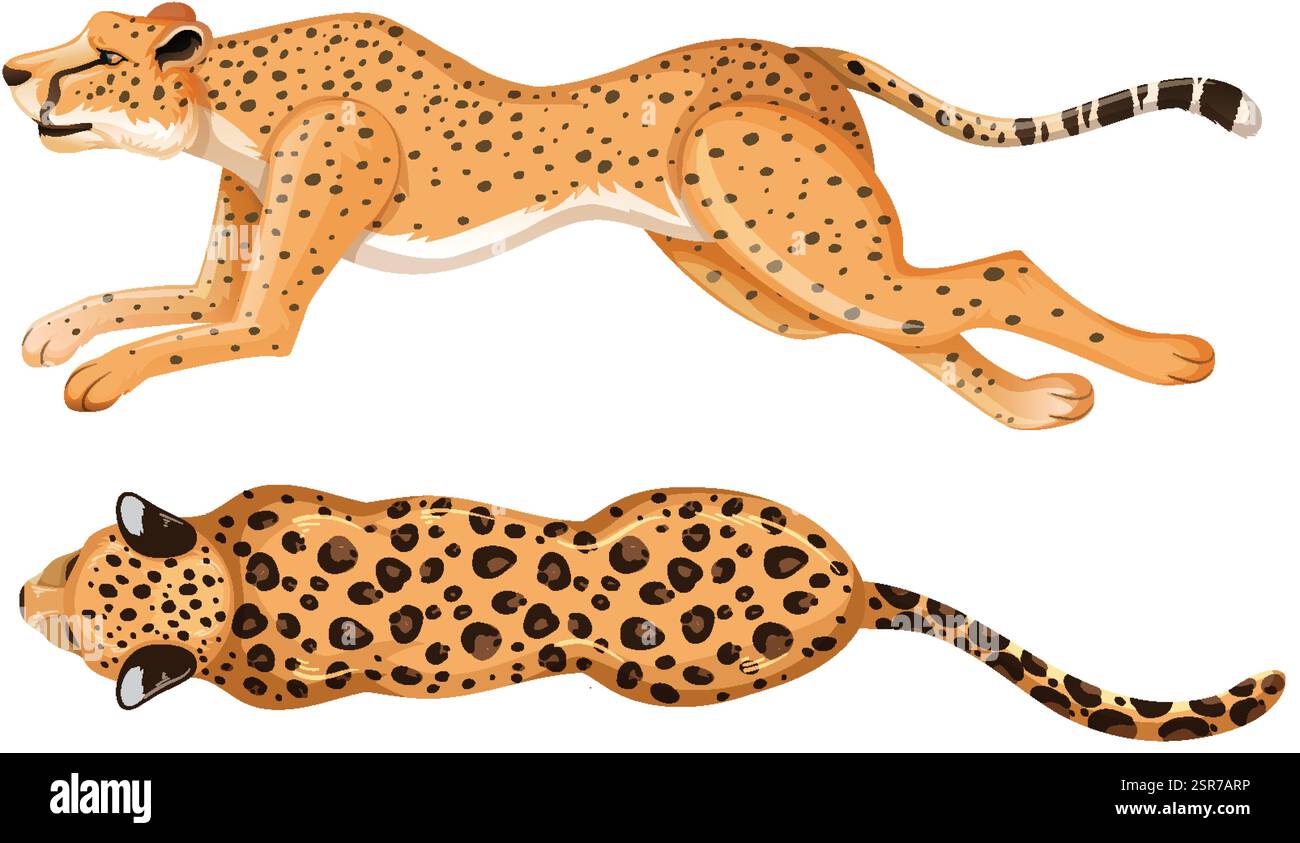 Two cheetahs sprinting in dynamic vector illustration Stock Vector ...