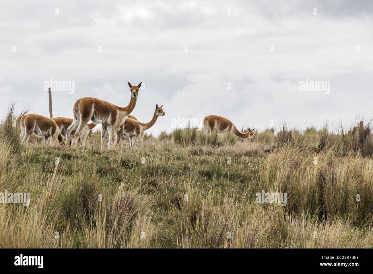 Tintay hi-res stock photography and images - Alamy