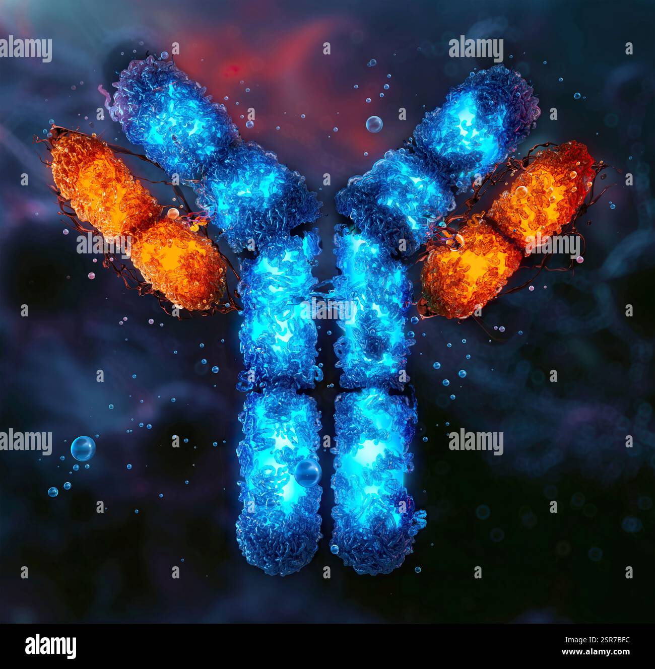 Illustration of a human immunoglobulin G (IgG) antibody. Colours ...