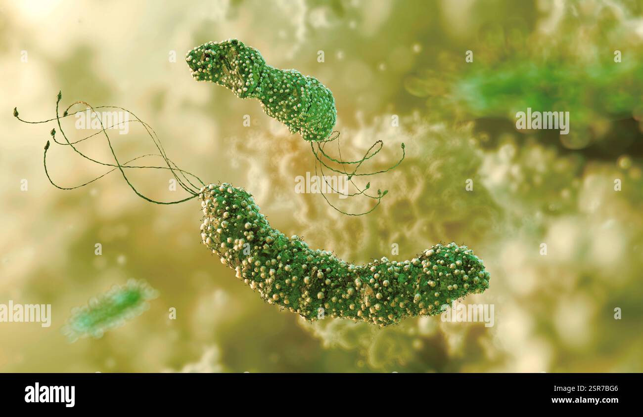 Illustration of Helicobacter pylori, a spiral bacterium that causes ...