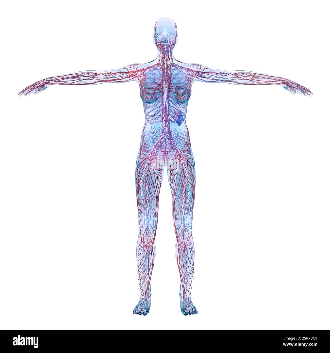 Illustration of the human lymphatic system, including lymph nodes ...