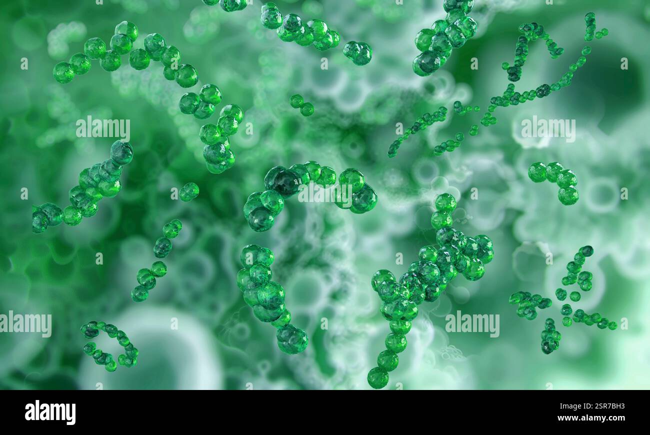 Illustration of Streptococcus sp. bacteria, showing the gram-positive ...
