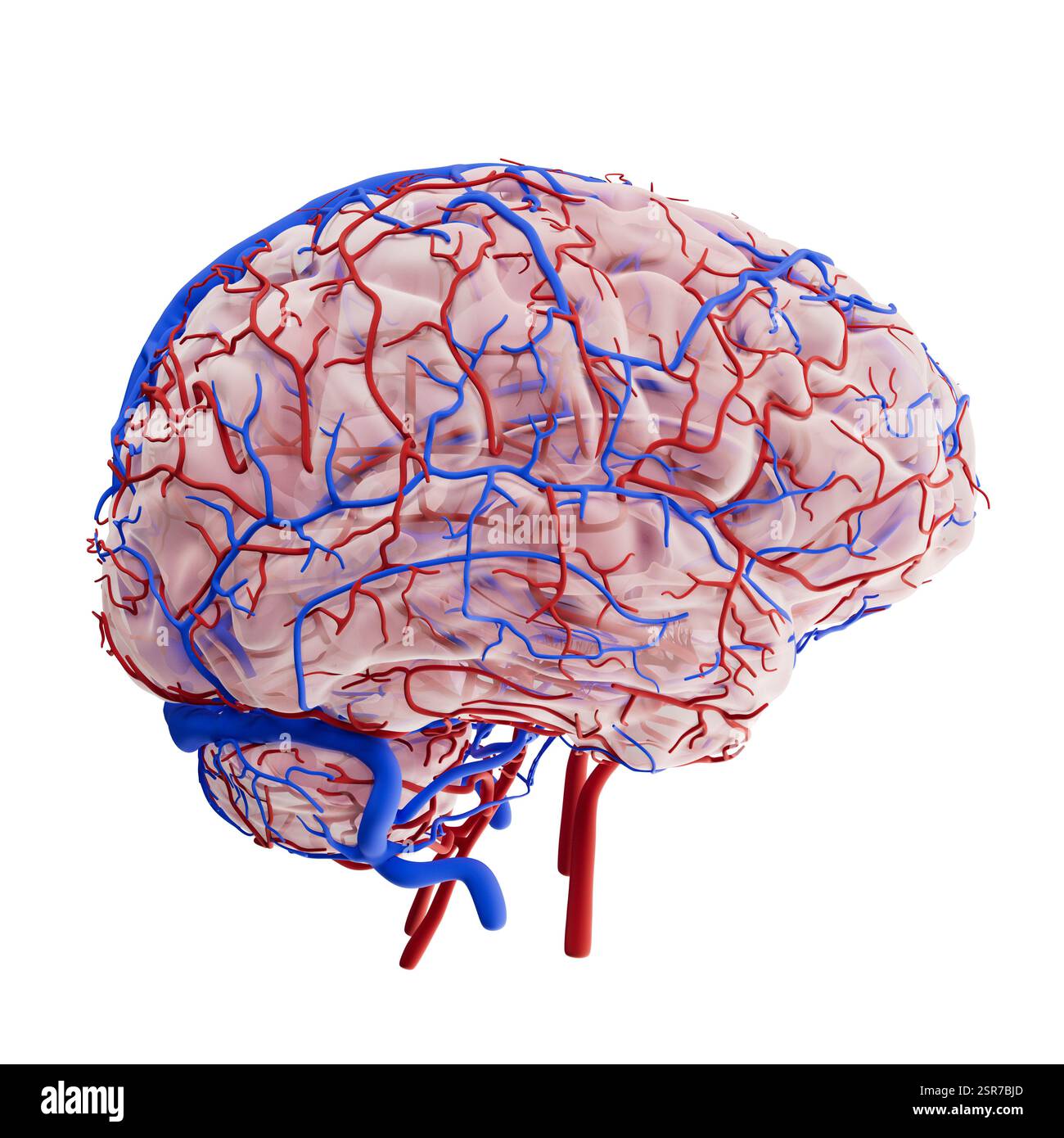 Illustration of the human brain vasculature, showing the intricate ...