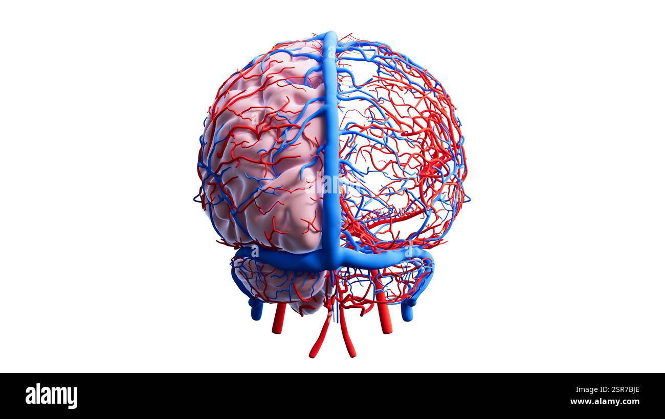 Illustration of the human brain vasculature, showing the intricate ...