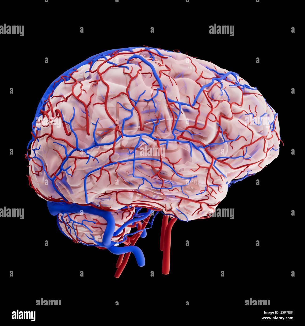 Illustration of the human brain vasculature, showing the intricate ...