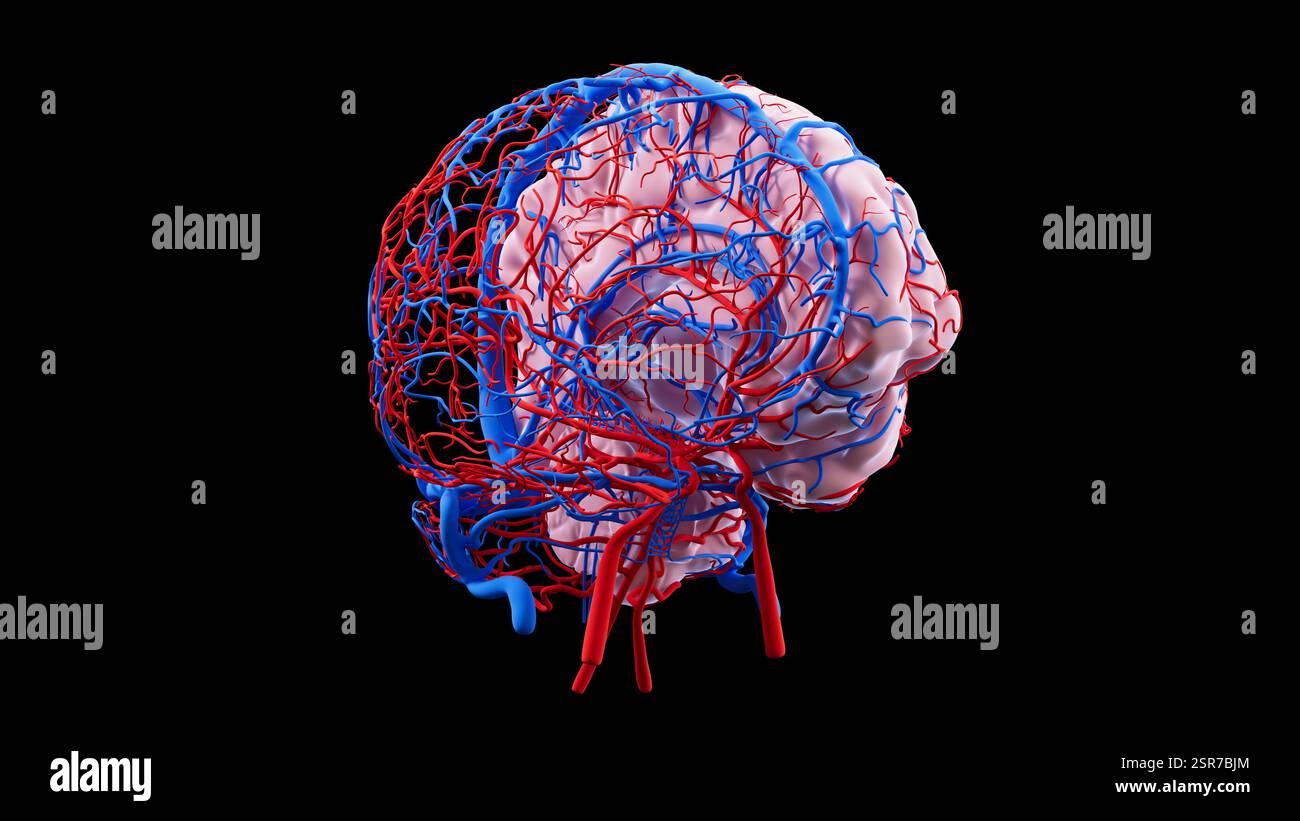Illustration of the human brain vasculature, showing the intricate ...