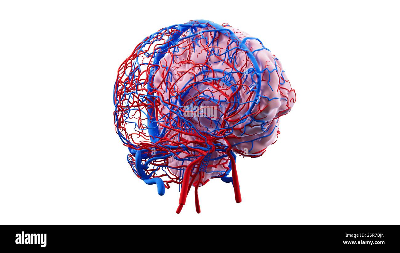 Illustration of the human brain vasculature, showing the intricate ...