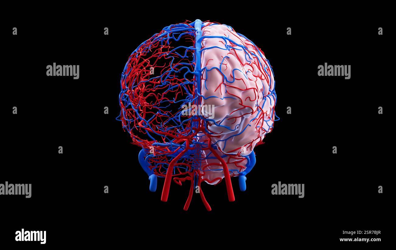 Illustration of the human brain vasculature, showing the intricate ...