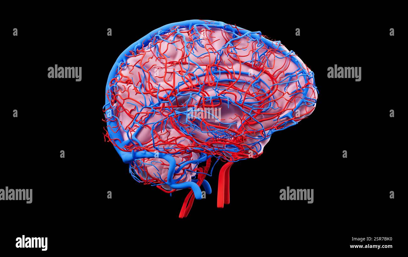 Illustration of the human brain vasculature, showing the intricate ...