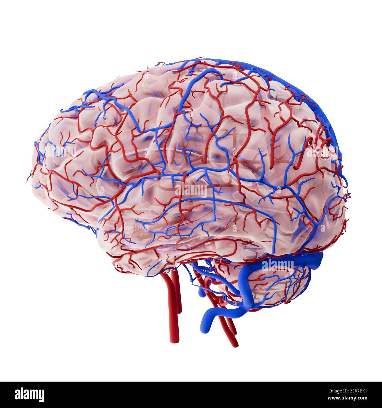 Illustration of the human brain vasculature, showing the intricate ...