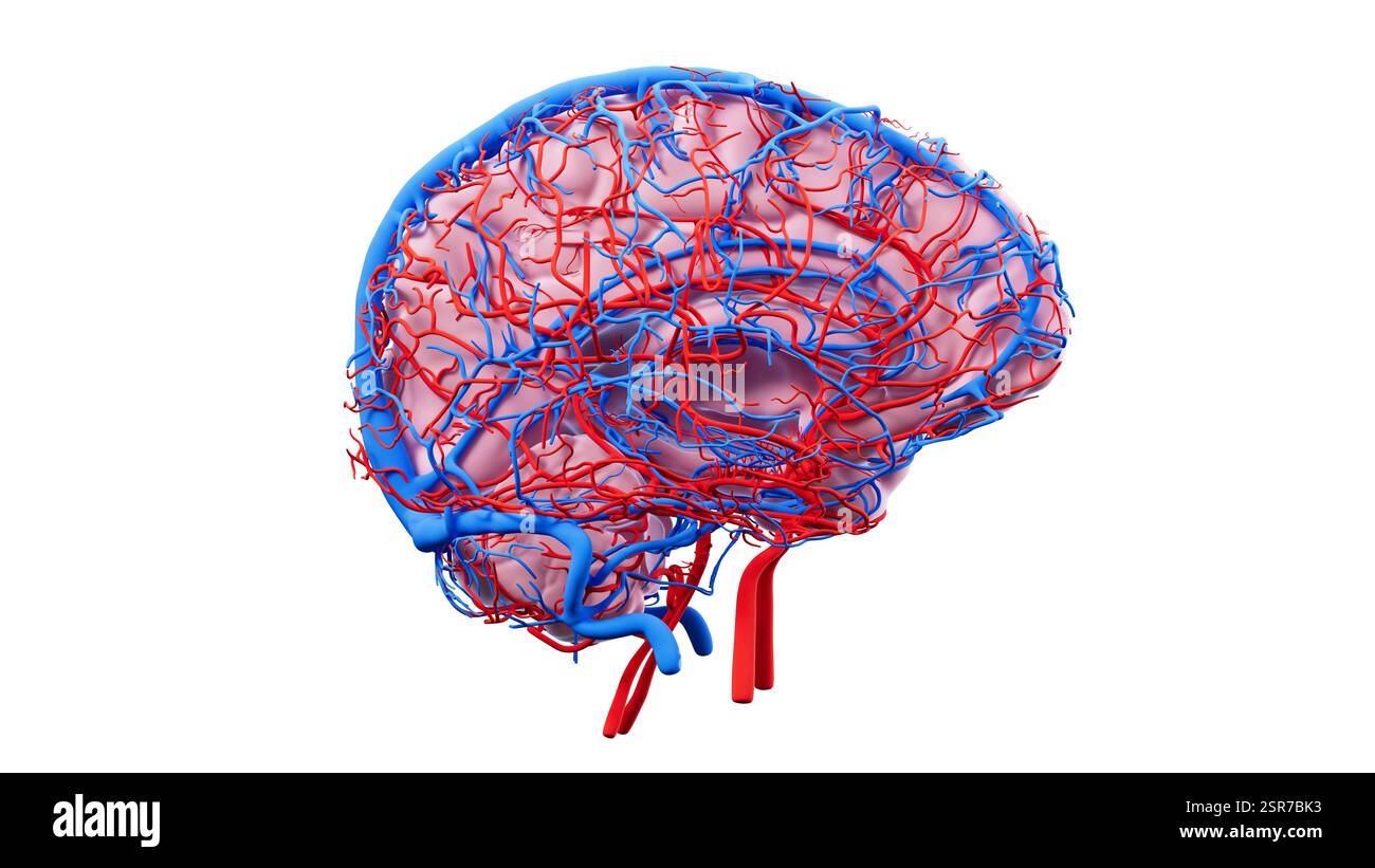 Illustration of the human brain vasculature, showing the intricate ...