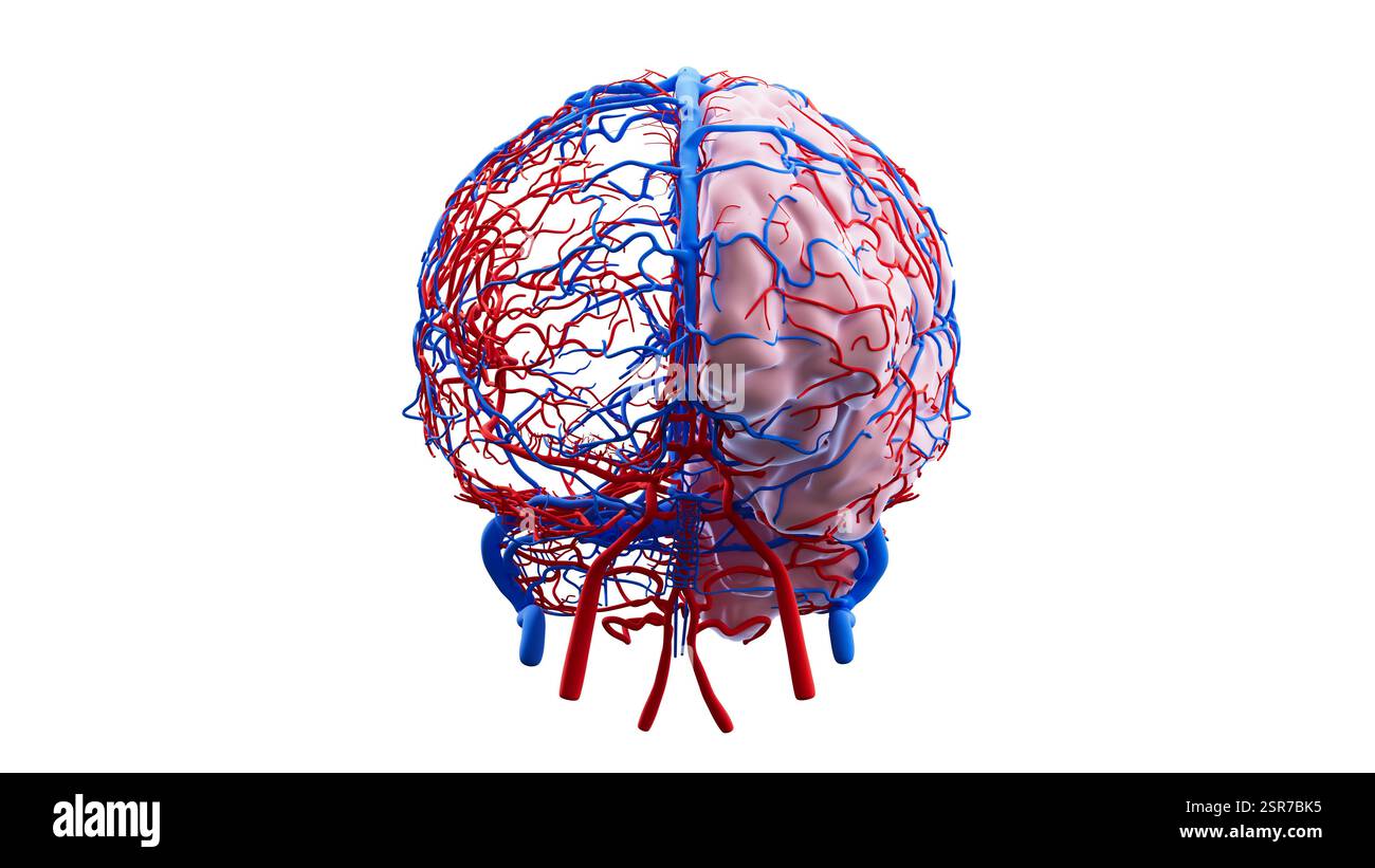 Illustration of the human brain vasculature, showing the intricate ...