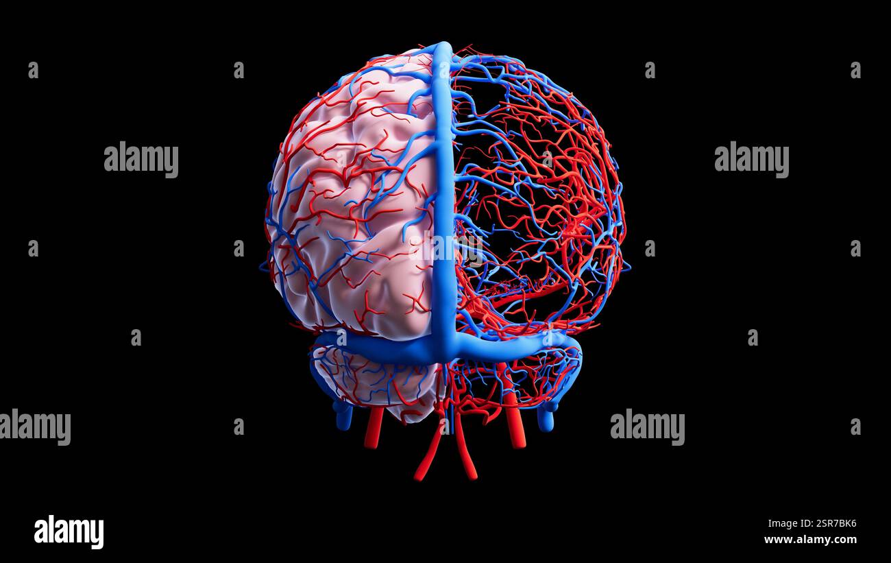 Illustration of the human brain vasculature, showing the intricate ...