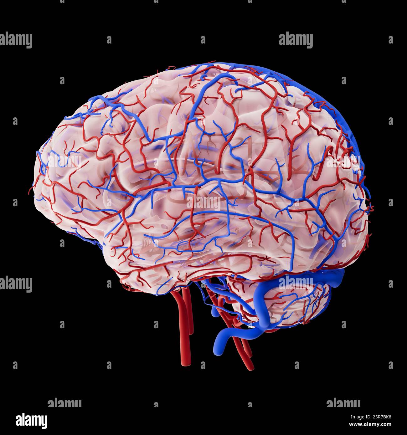 Illustration of the human brain vasculature, showing the intricate ...
