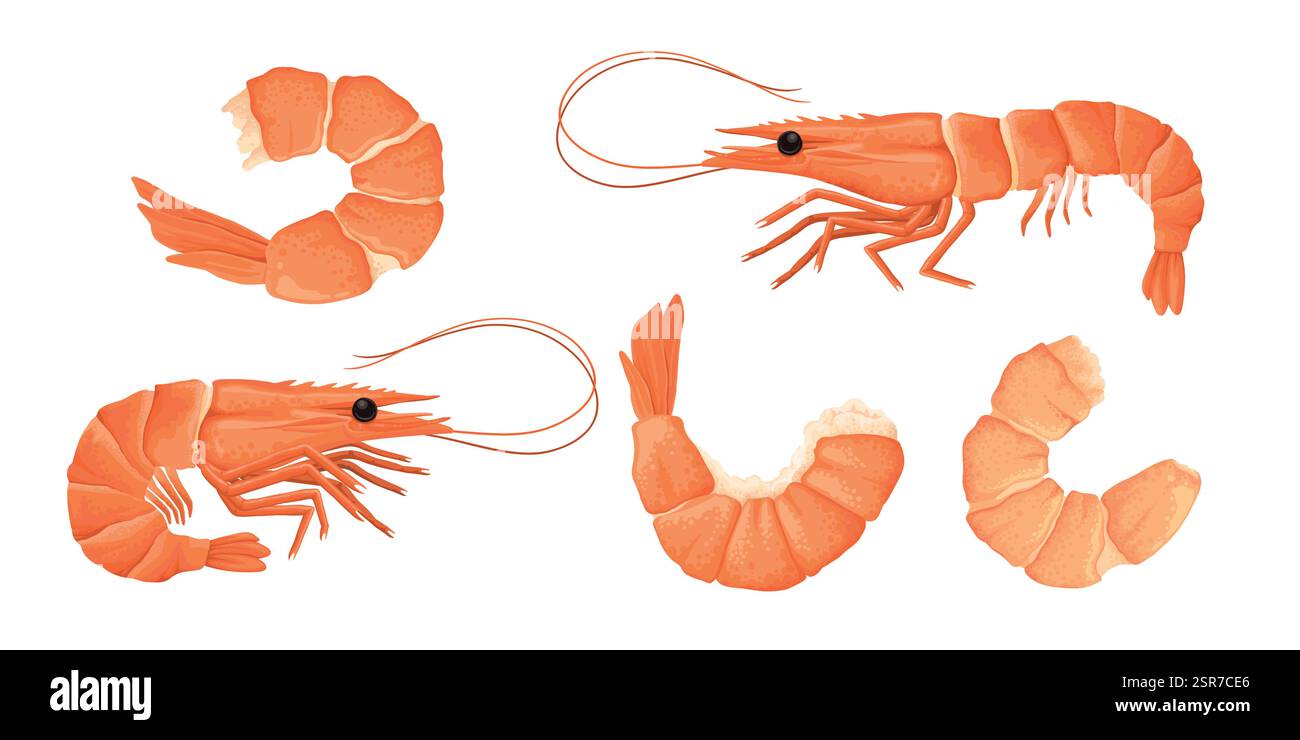 Raw king prawns shrimps Stock Vector Images - Alamy