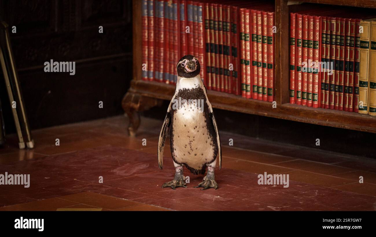 RELEASE DATE: March 28, 2025. TITLE: The Penguin Lessons. STUDIO ...