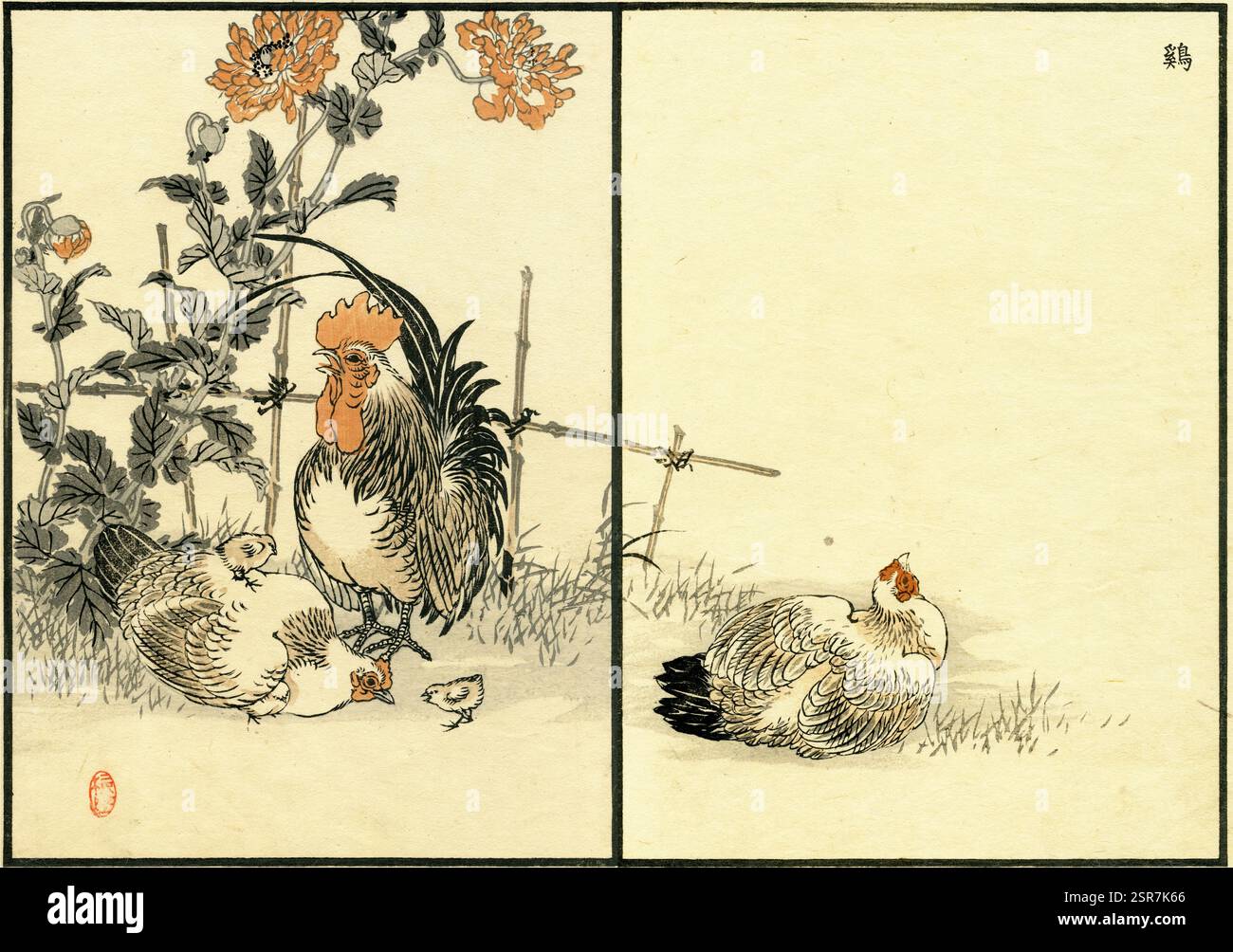Chicken and Poppy ( Gallus gallus domesticus / Papaver somniferum ...