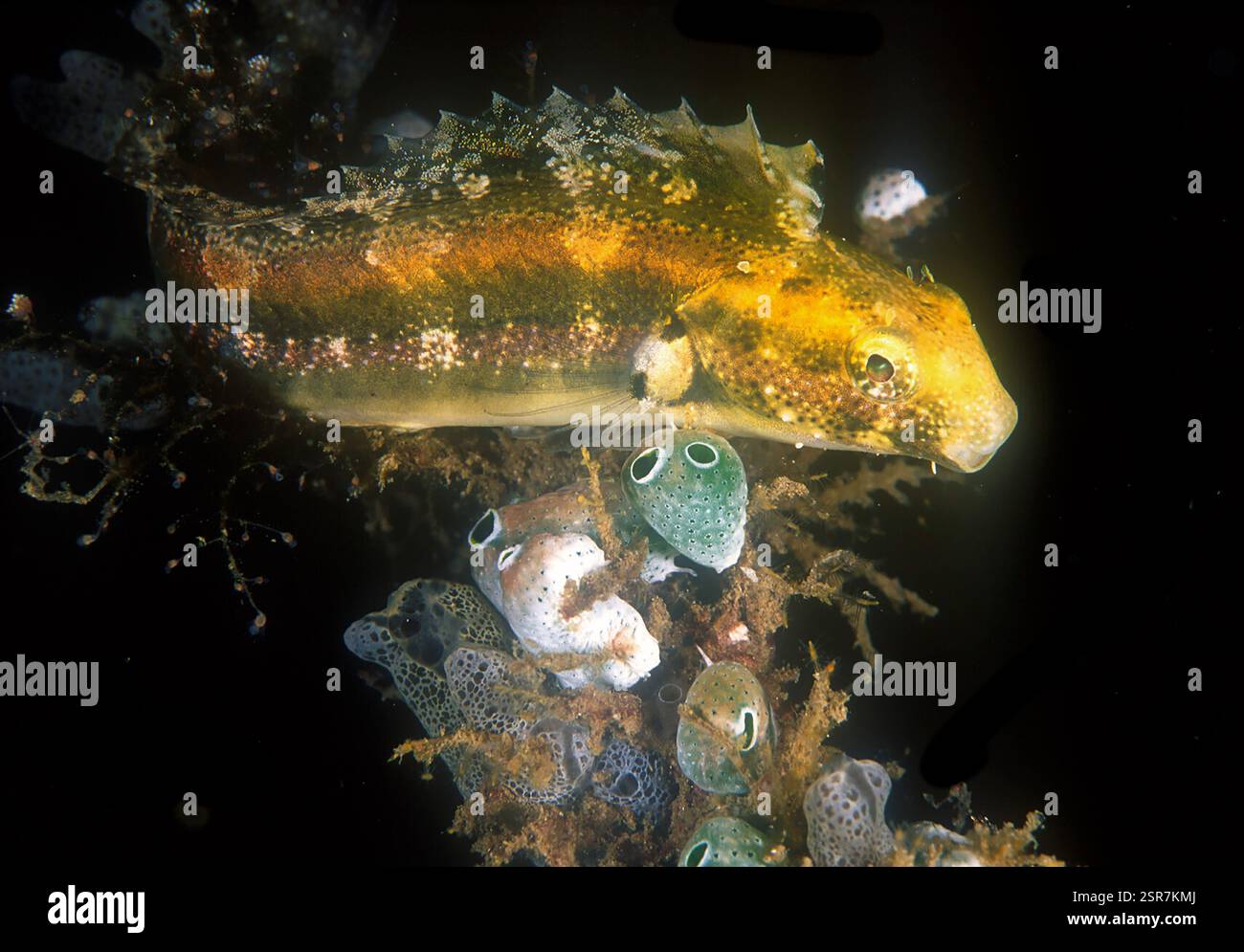 Variable Sabretooth Blenny, Petroscirtes variabilis, by Robust Sea ...