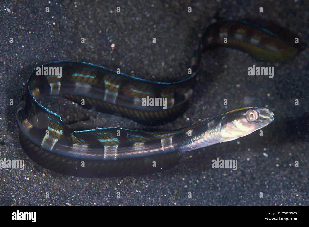 Snake Blenny, Xiphasia setifer, on sand, Jahir dive site, Lembeh ...