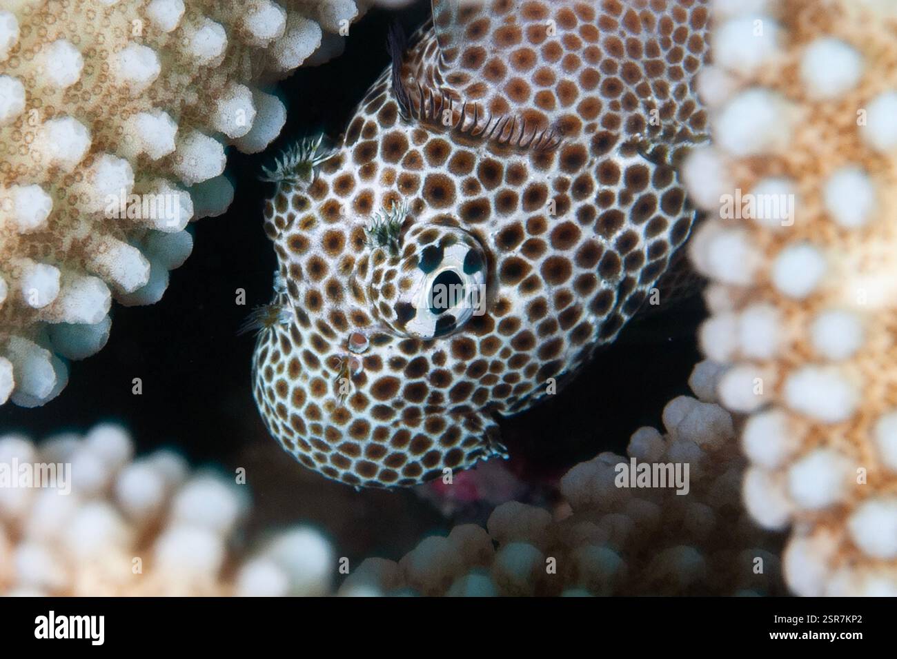 Leopard Blenny, Exallias brevis, in coral, West White Beach dive site ...