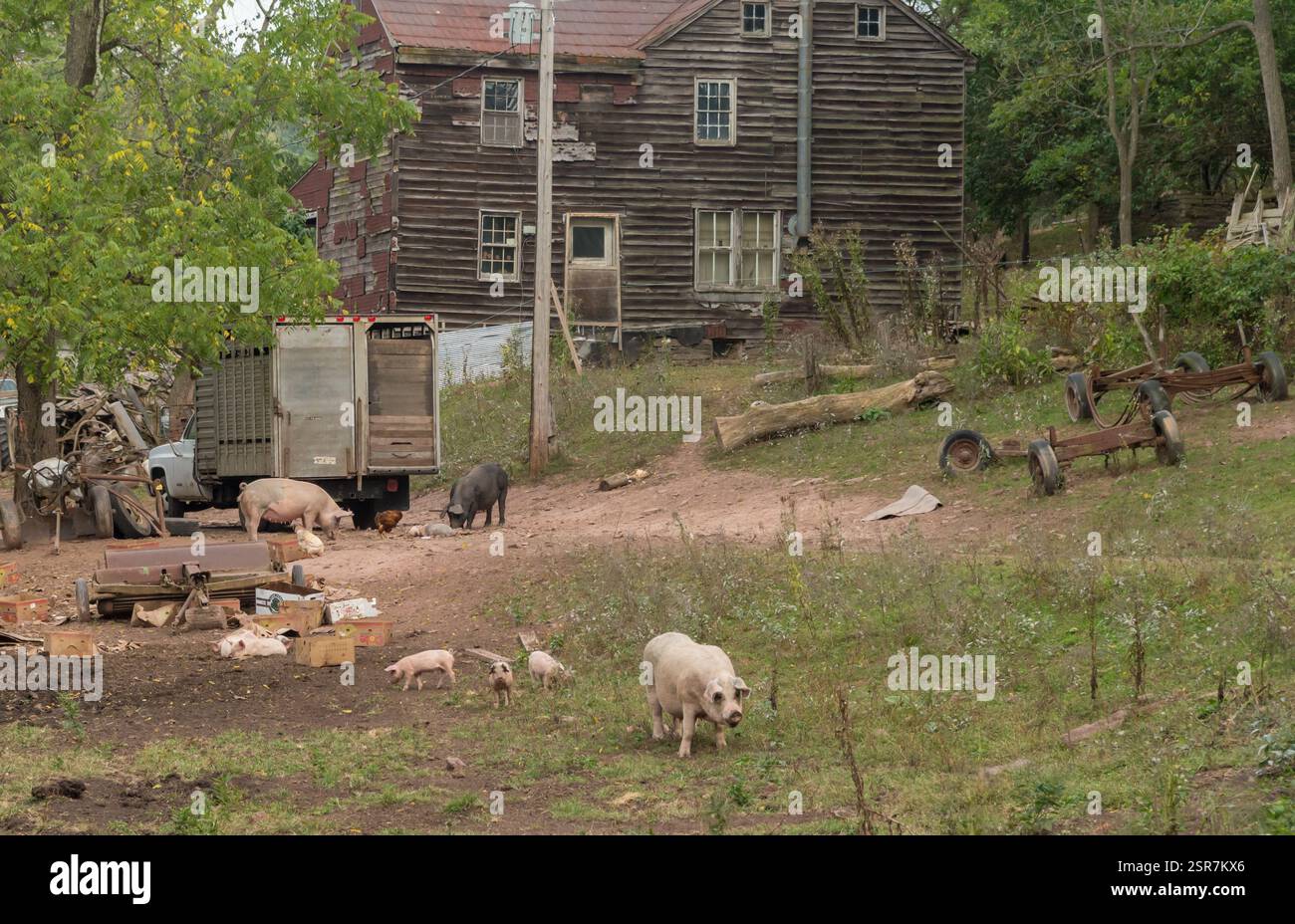 Pigs on a farm in Pennsylvania Stock Photo - Alamy
