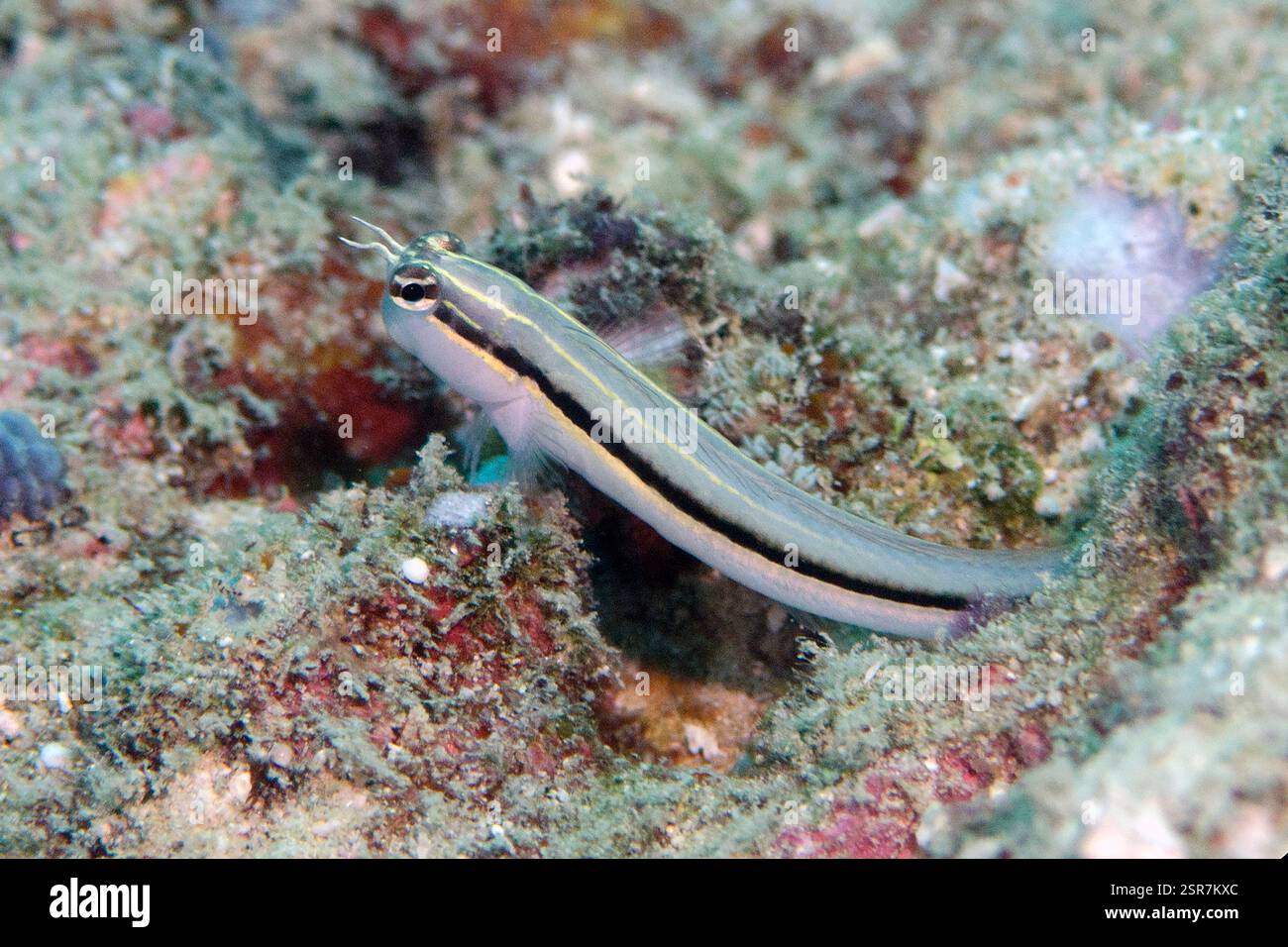 Lined Coralblenny, Ecsenius lineatus, Pulau Viawar dive site, Tanimbar ...