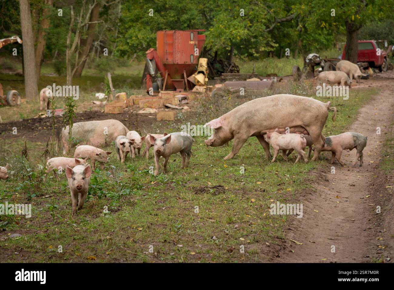 Pigs on a farm in Pennsylvania Stock Photo - Alamy