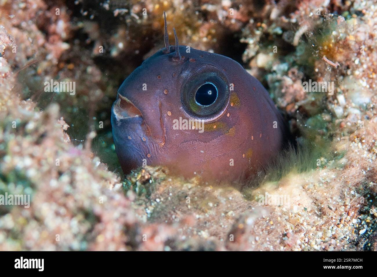 Yellowtail Blenny, Ecsenius namiyei, in hole showing sensory pits, Uhak ...