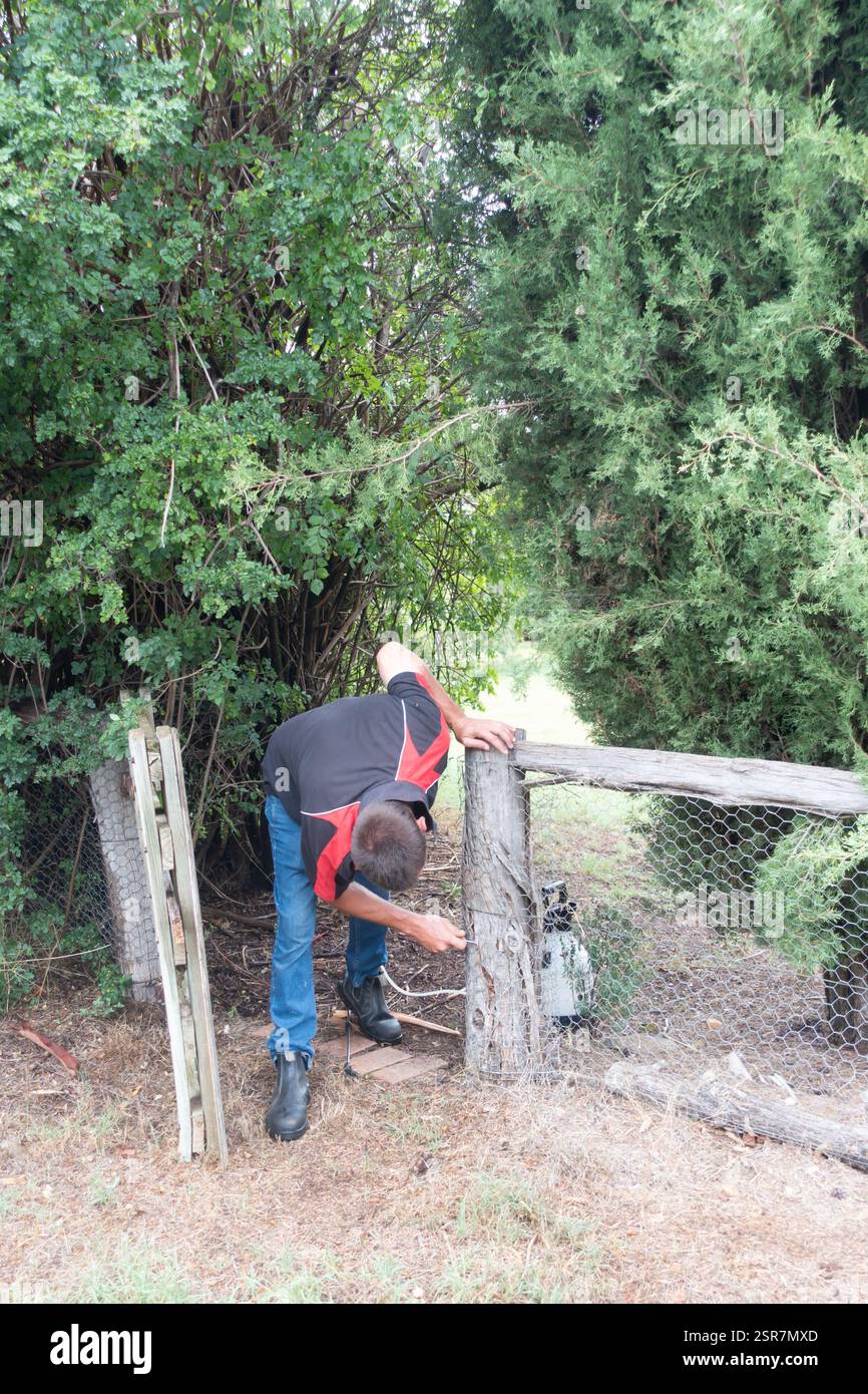 Worker checking for termites in wooden fence post in rural Australia ...