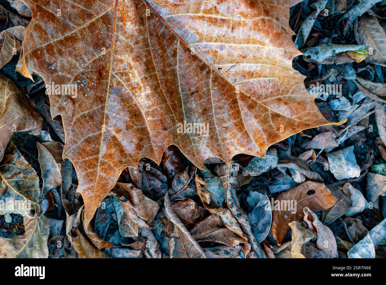 Leaf covers creek hi-res stock photography and images - Alamy