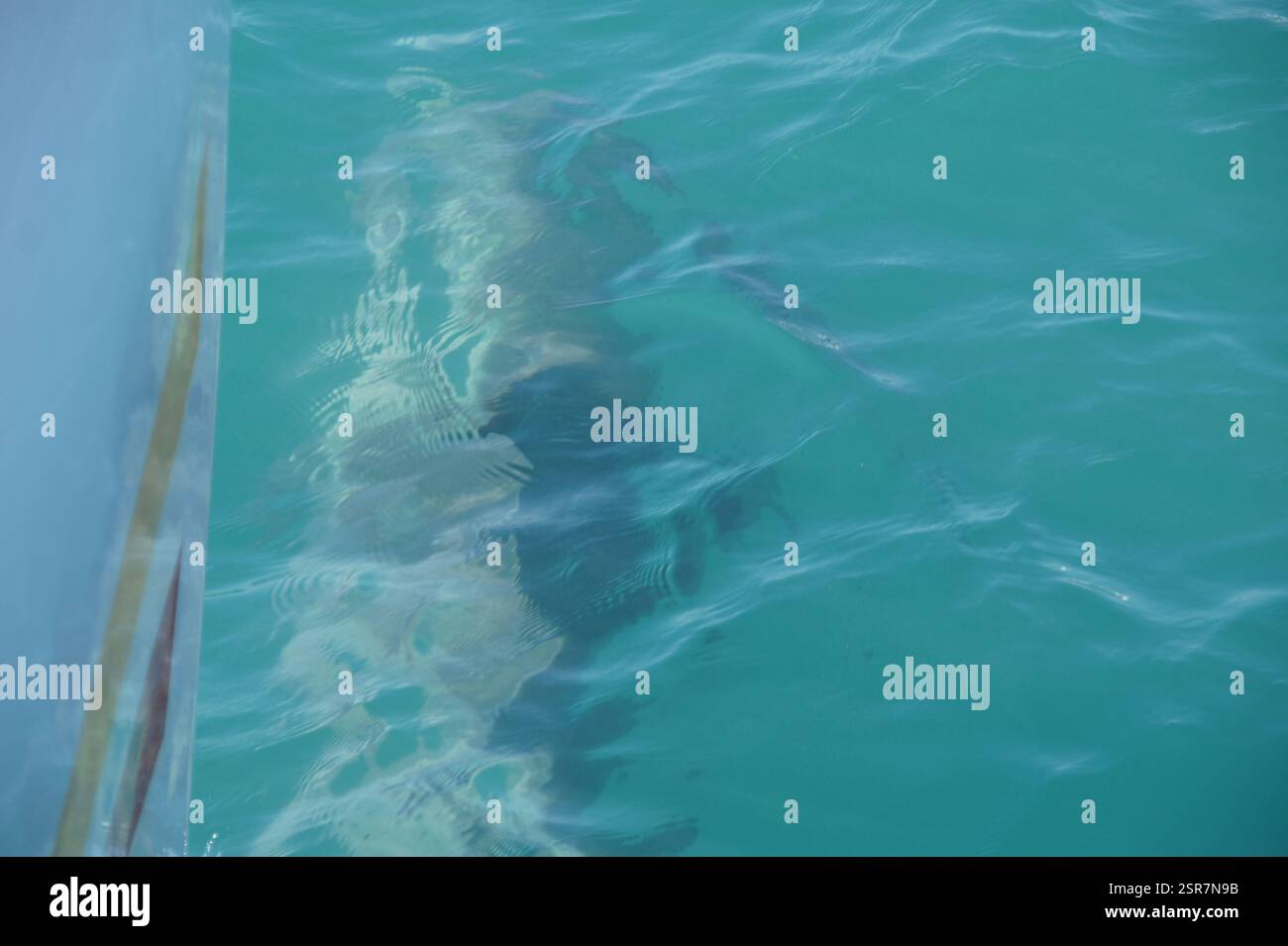 Dolphin swimming near a boat in Key West. The dolphin's body appears ...