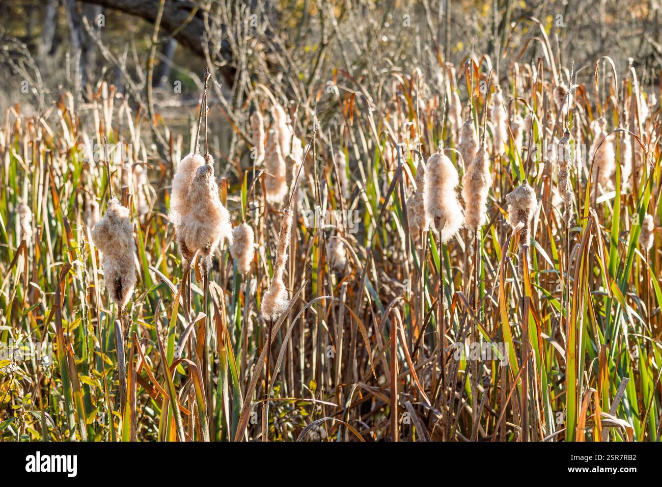 Fluffy cattail in the swamp close-up. A detailed view of fluffy mature ...