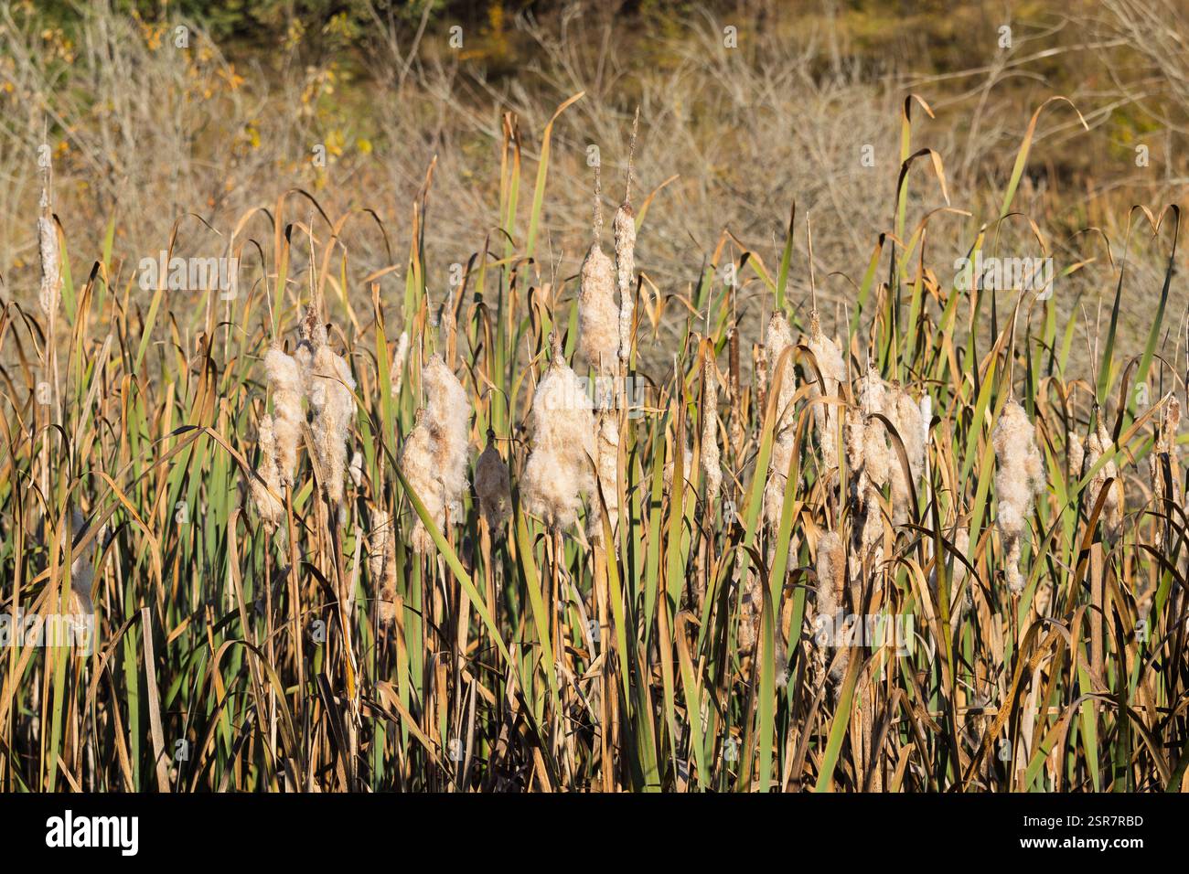 Fluffy cattail in the swamp close-up. A detailed view of fluffy mature ...