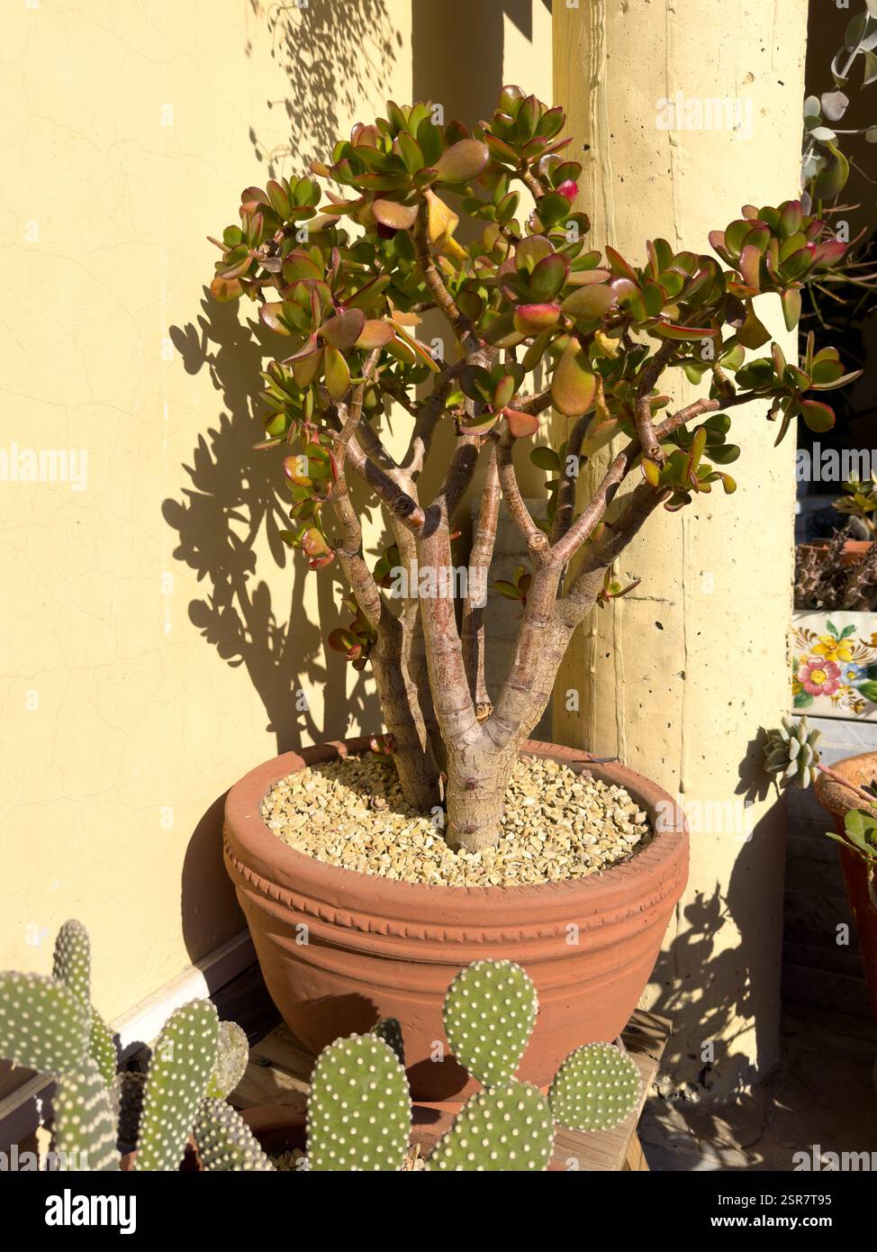 Crassula Ovata Succulent Plant in Clay Pot with Sunlight and Shadows ...