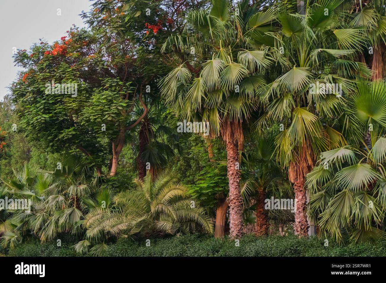 Group of different types trees plants and palm trees as hedge. Natural ...